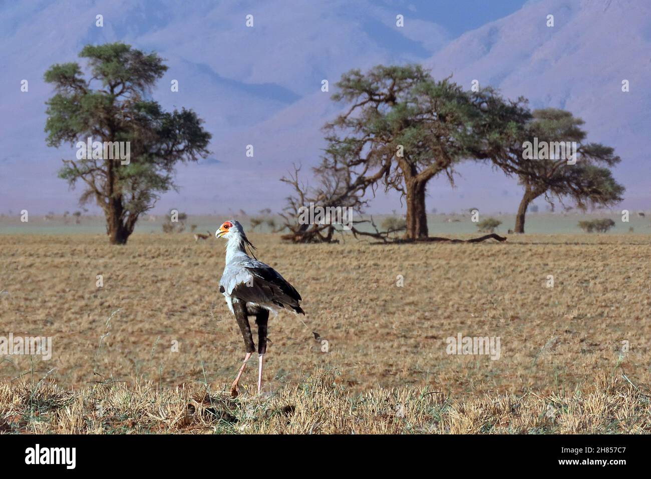 A Secretary Bird (Sagittarius serpentarius) wandering the dry desert of ...