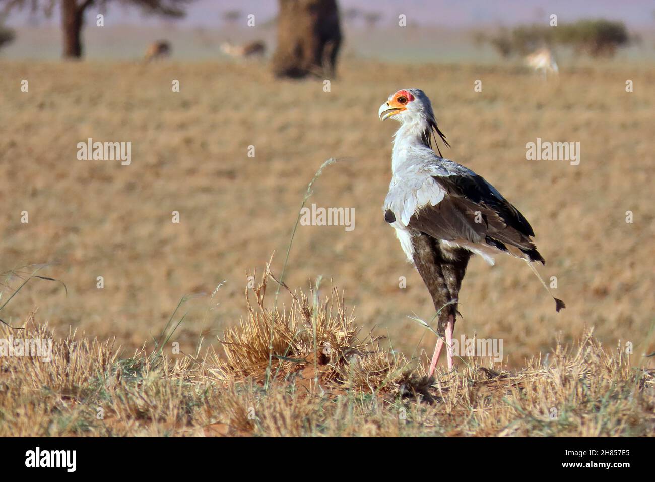A Secretary Bird (Sagittarius serpentarius) wandering the dry desert of ...