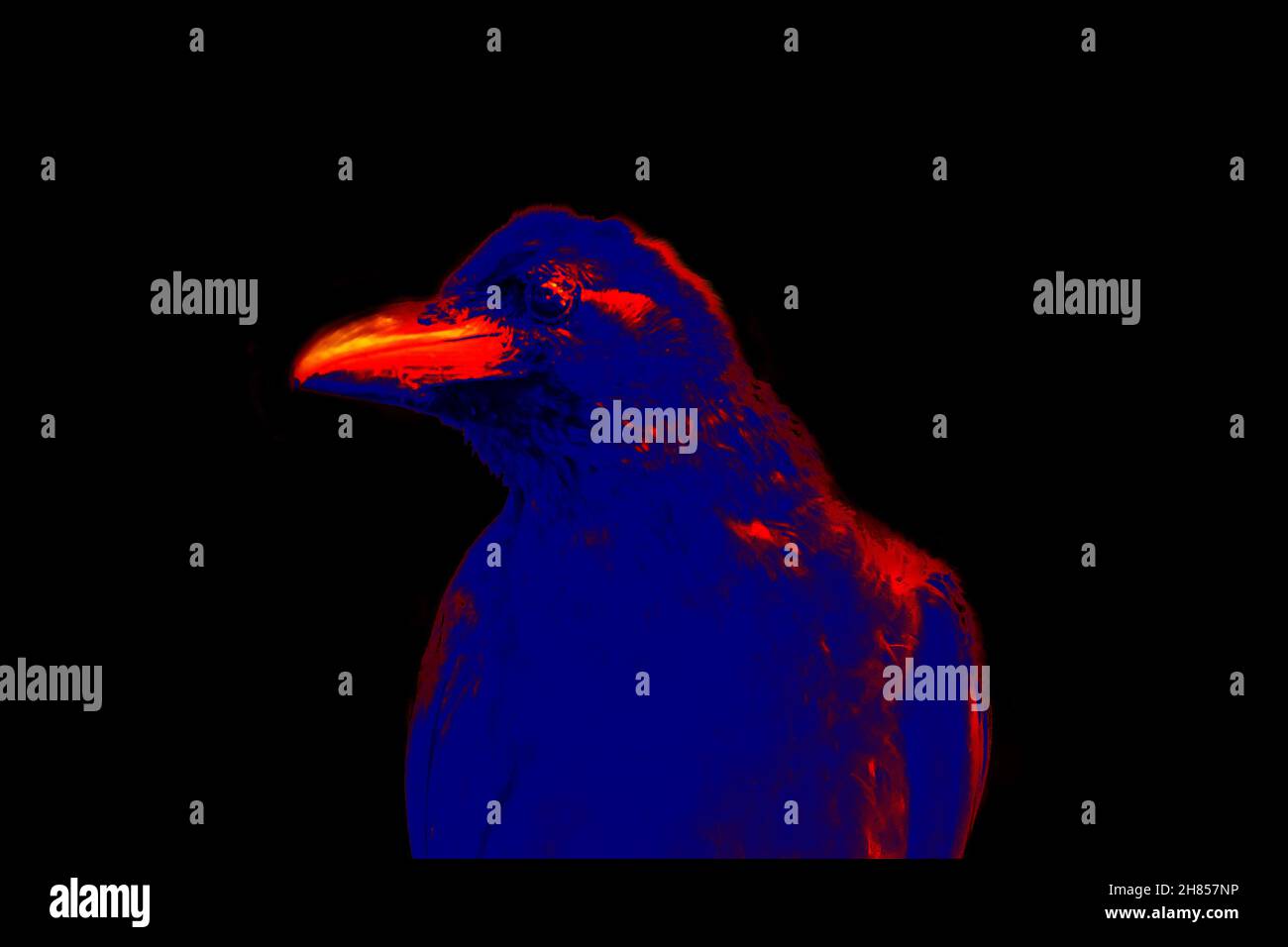 Indian jungle crow portrait. Scanning the animal's body temperature ...