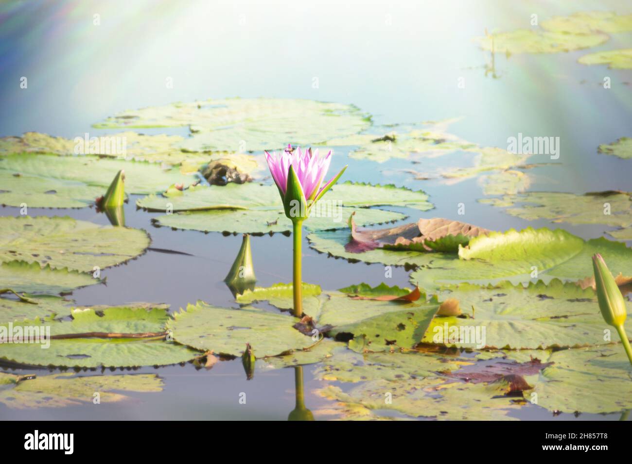 Nile water Lily (Nymphaea lotus) with scalloped leaves. Thailand Stock ...