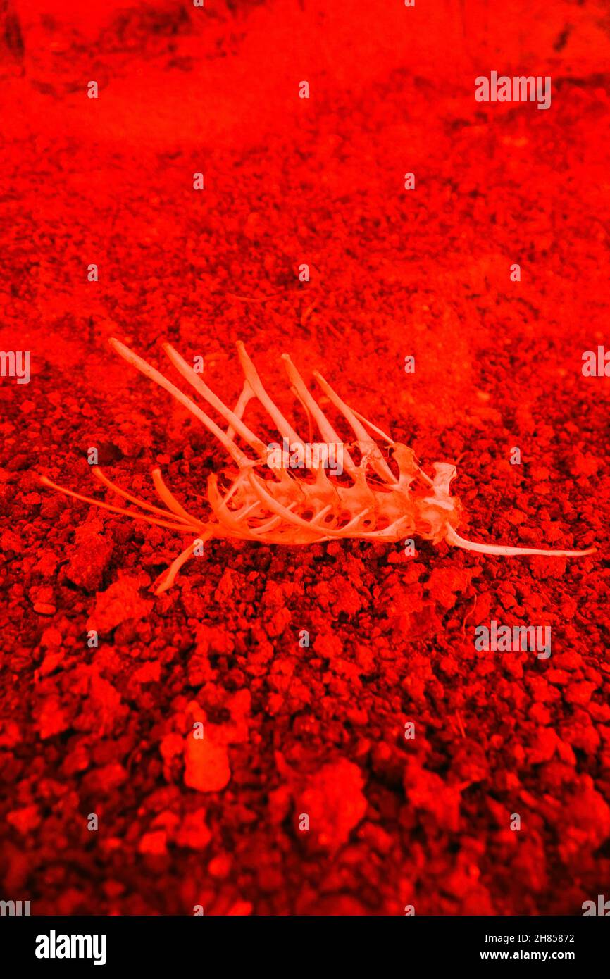 Skeleton of a dead creature. Surrealistic art infrared photo Stock ...