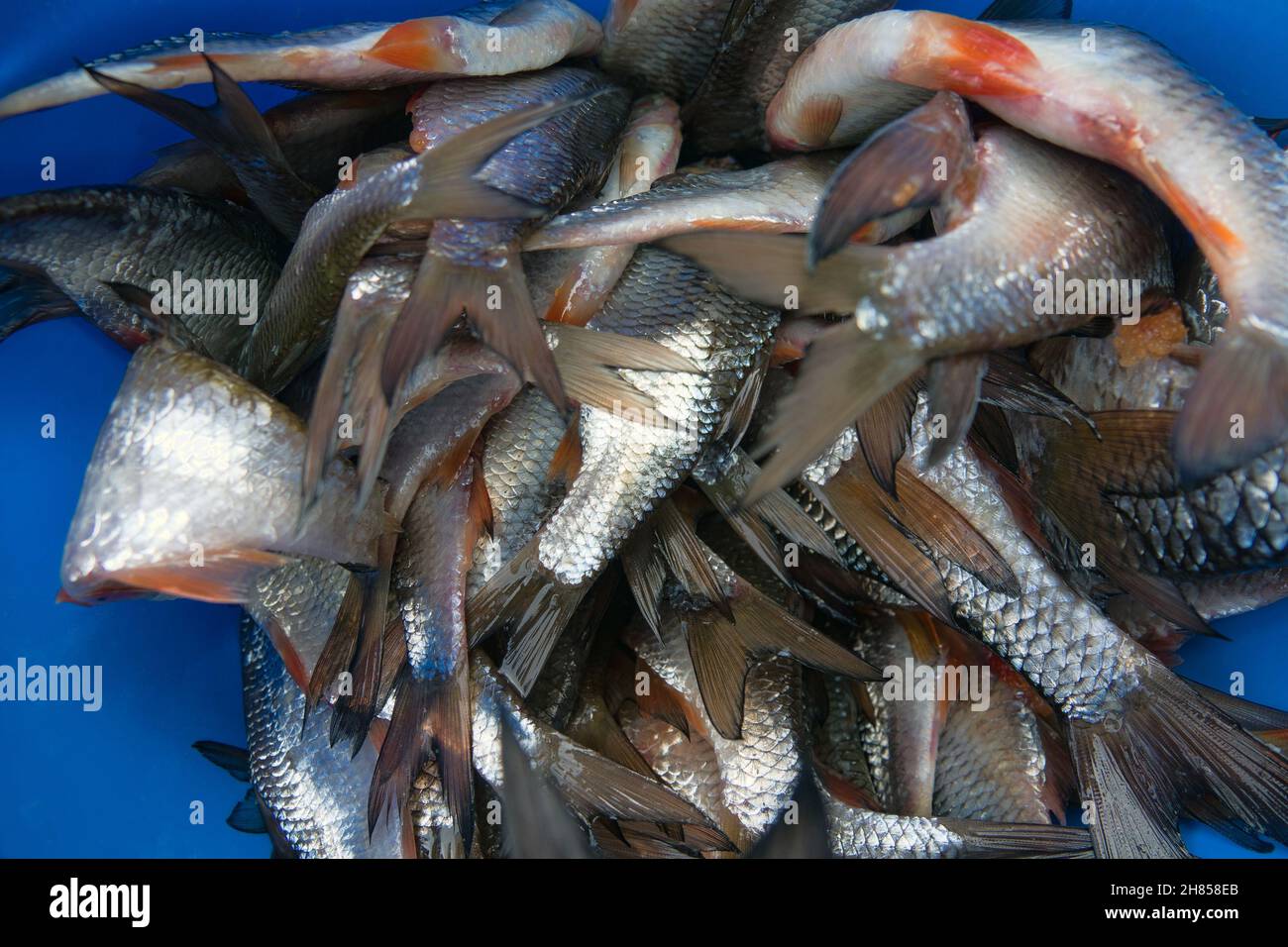 Fish tails in a blue bucket. Roach catch Stock Photo - Alamy