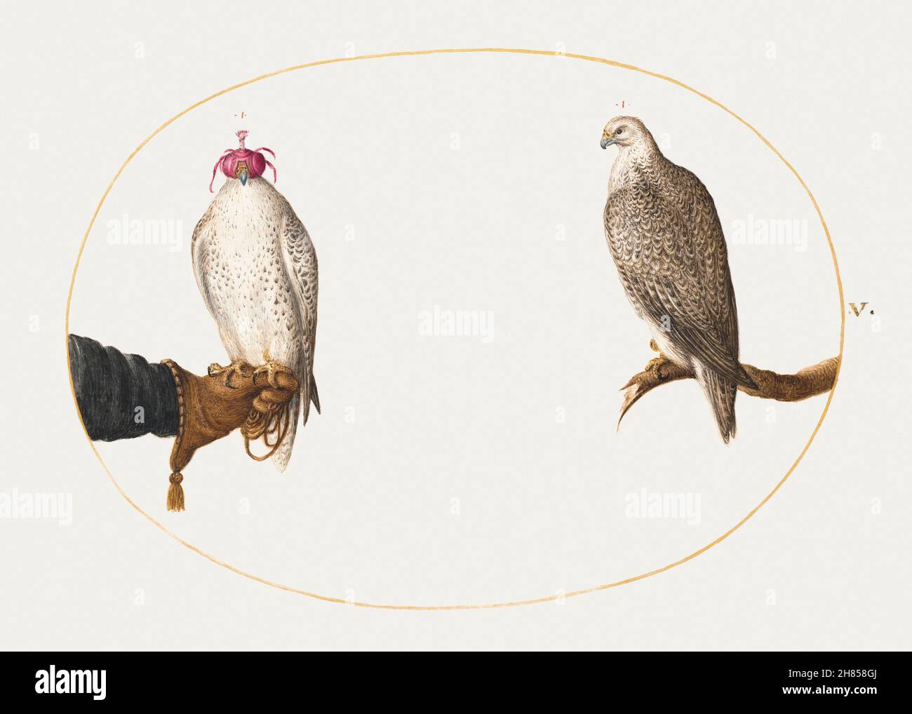 Hooded Falcon and Its Wild Counterpart (1575–1580) painting in high ...