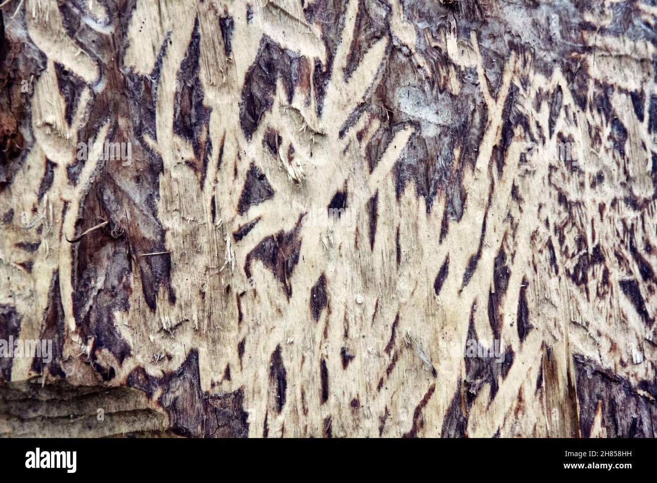 Traces of elk (fresh) and beaver (old) teeth - bark stripping on the ...