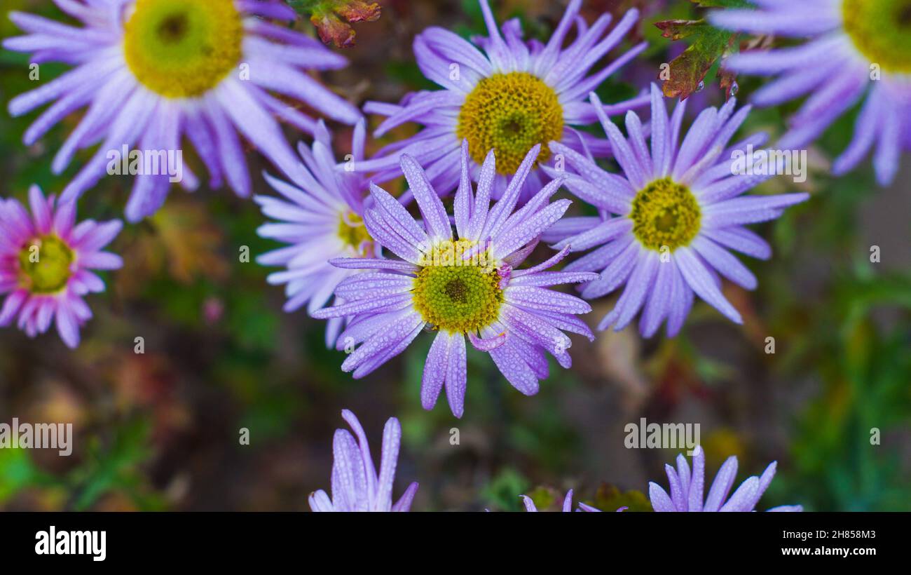 light purple flowers in the garden, small area of sharpness, nature ...