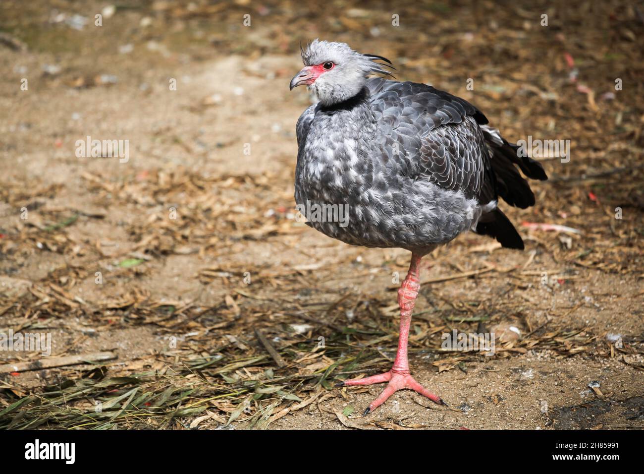 Southern screamer or also called crested screamer Stock Photo - Alamy