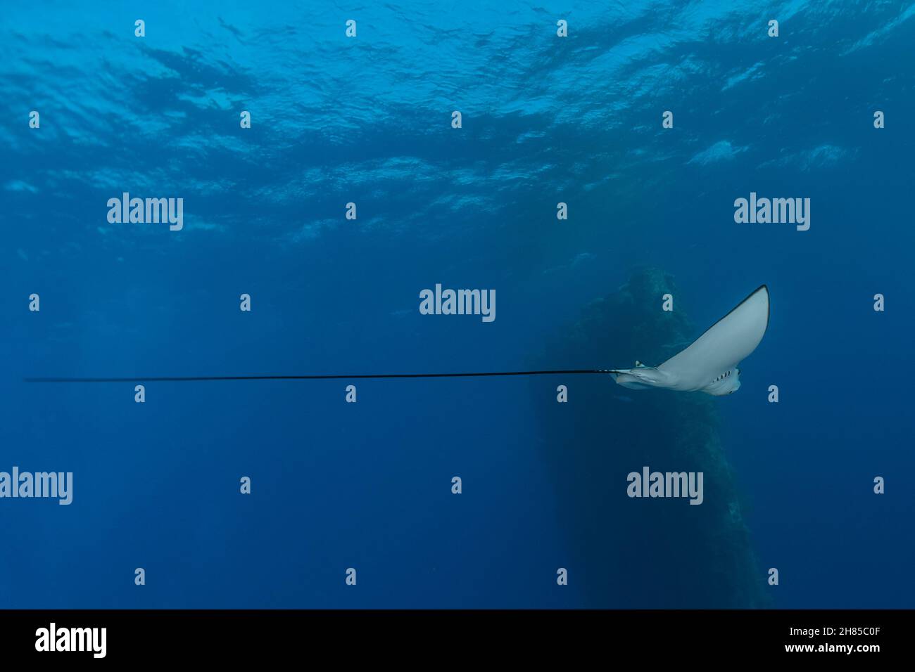 Manta rays swim in maldives hi-res stock photography and images - Alamy