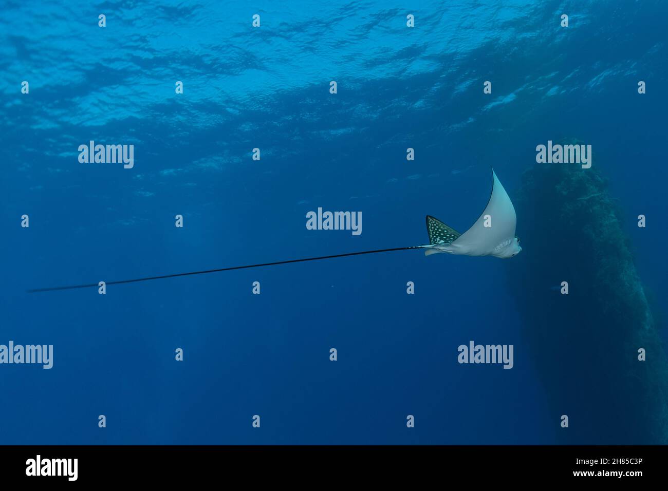 Swimming with manta rays maldives hi-res stock photography and images ...