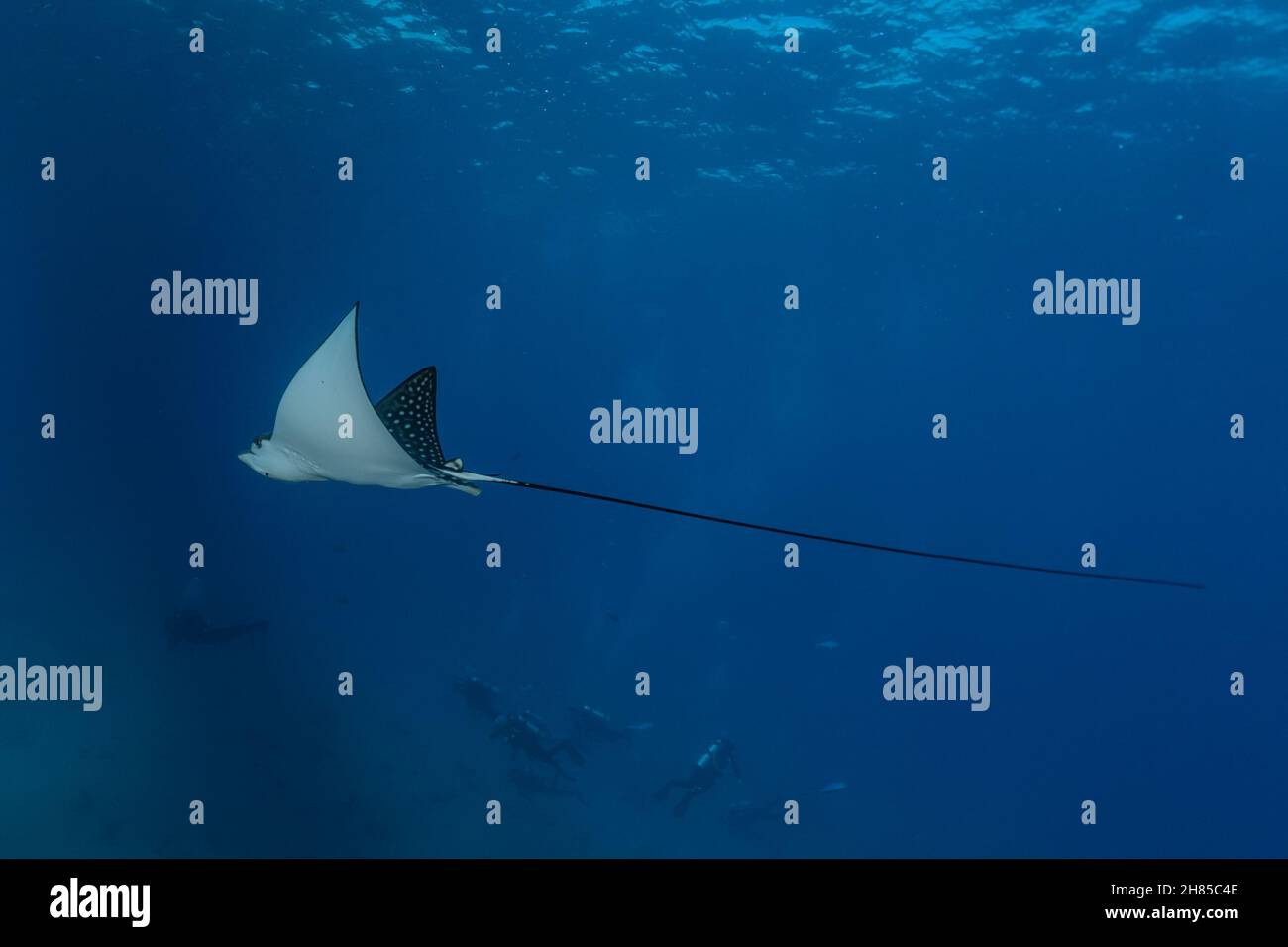 Swimming with manta rays maldives hi-res stock photography and images ...