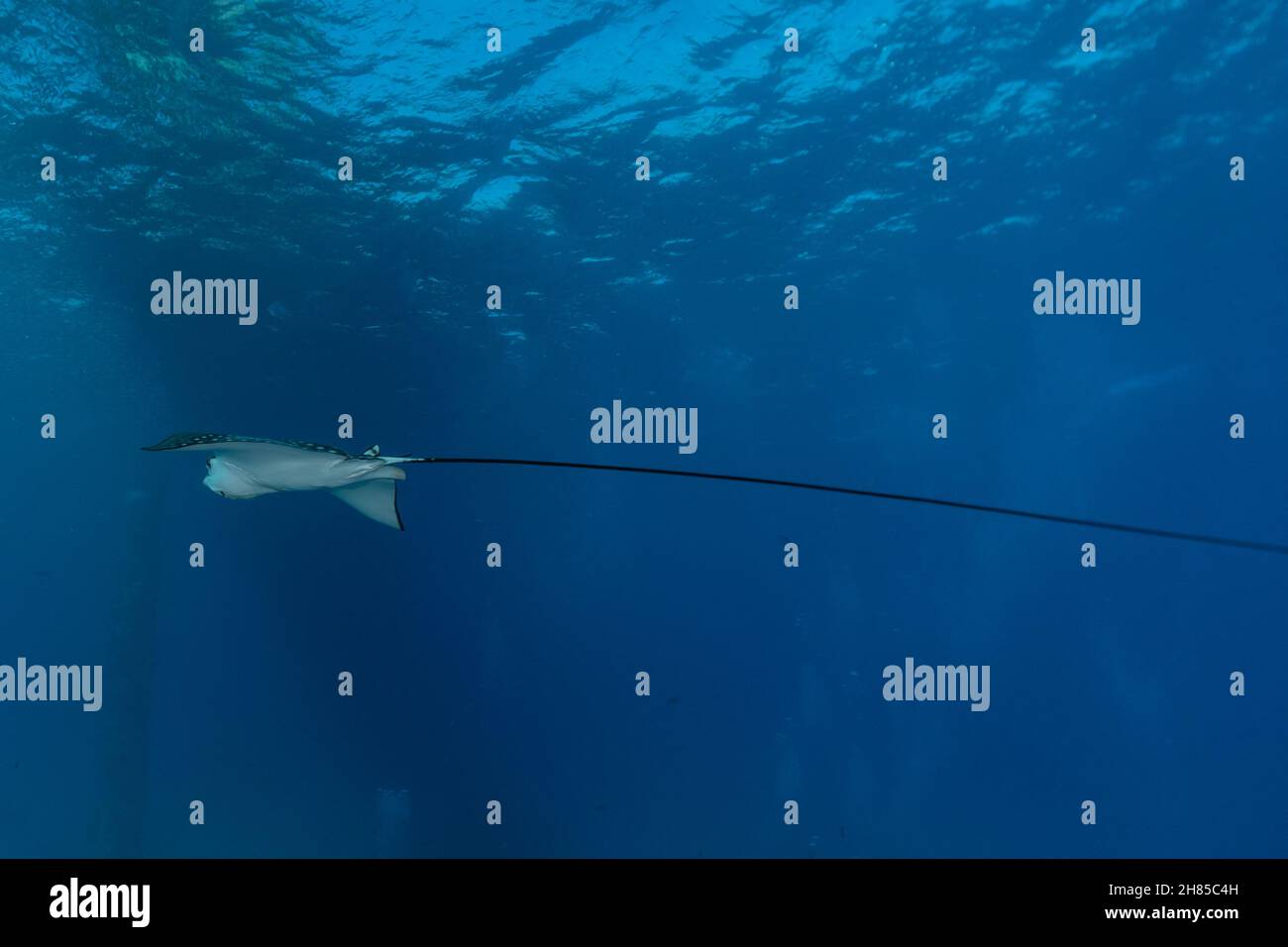 Swimming with manta rays maldives hi-res stock photography and images ...