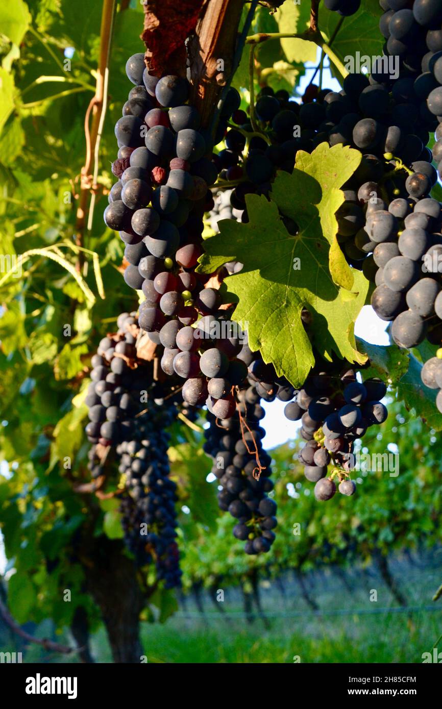 Australian grapes hi-res stock photography and images - Alamy