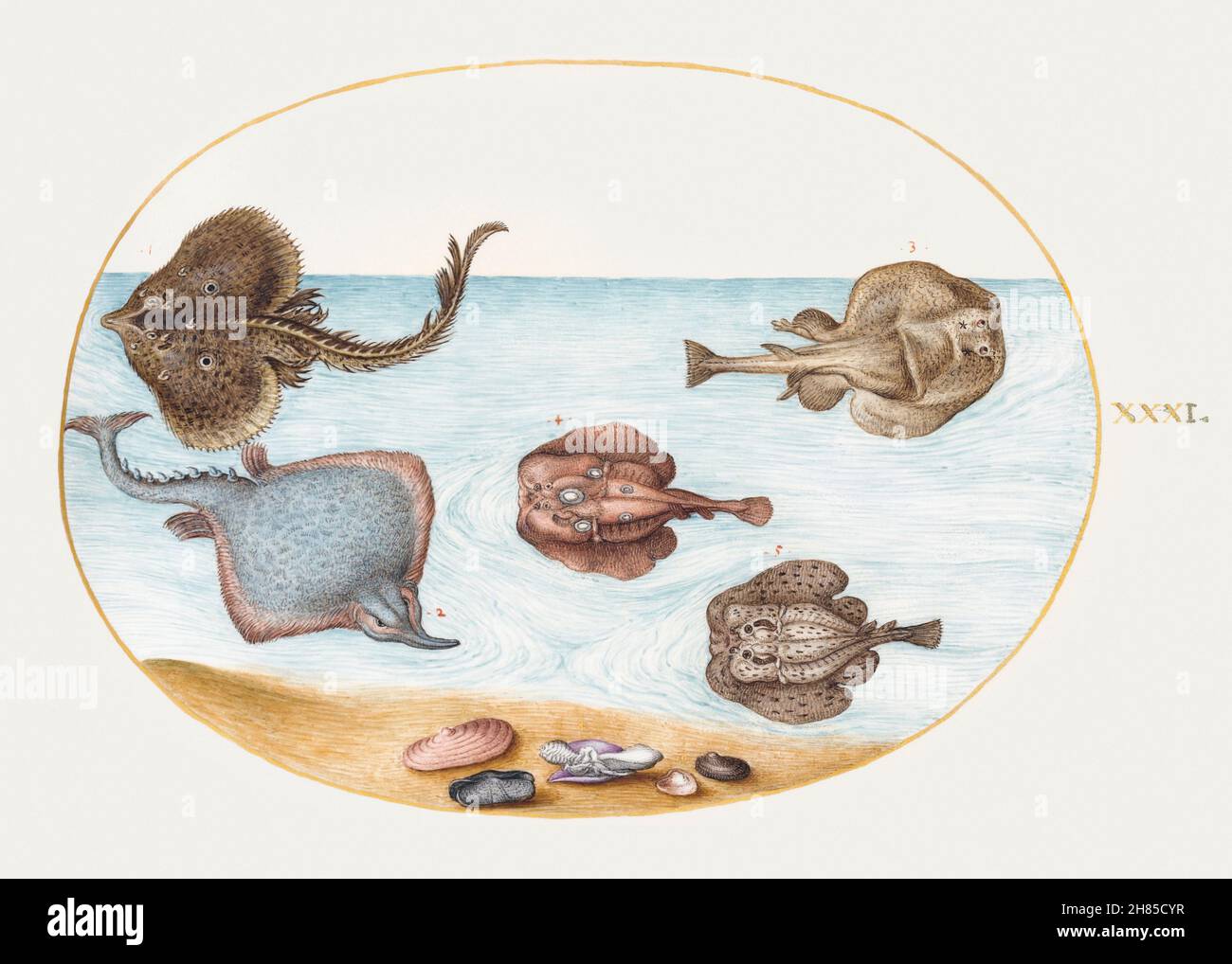 Sea shell painting hi-res stock photography and images - Alamy