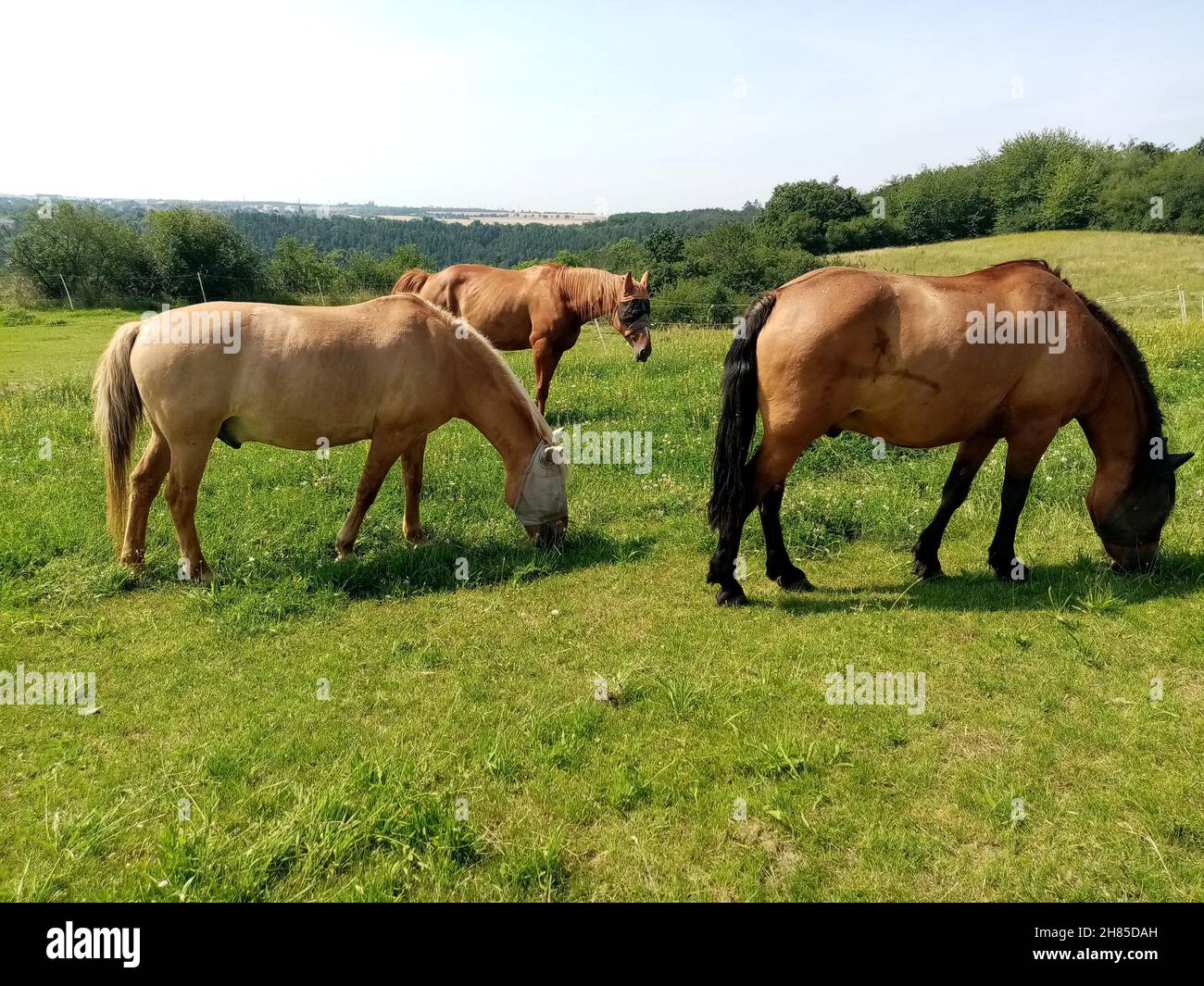 Horses in pasture Stock Photo - Alamy