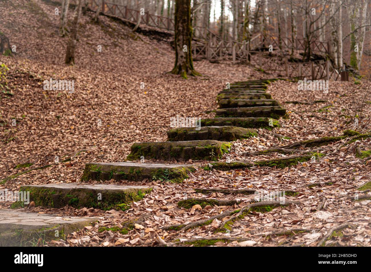 Cement steps in forest hi-res stock photography and images - Alamy