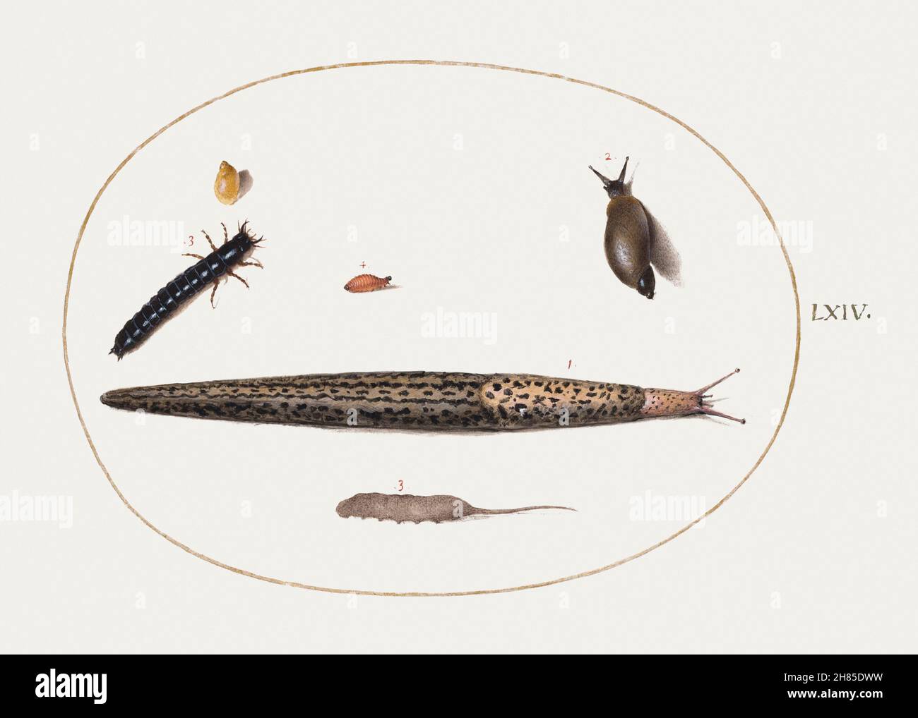 Leopard Slug, Ground Beetle Larva, Rat-tailed Maggot, and Other ...