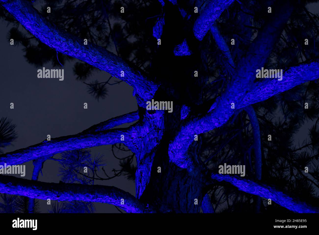 large tree trunk and branches at night lit by a blue colored light ...