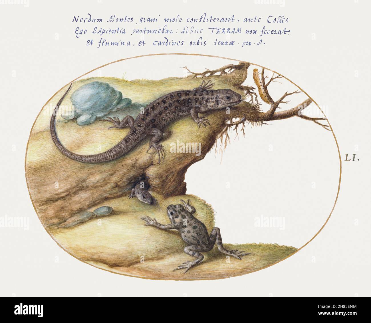 Lizards, Toad or Frog and Caterpillar (1575–1580) painting in high ...