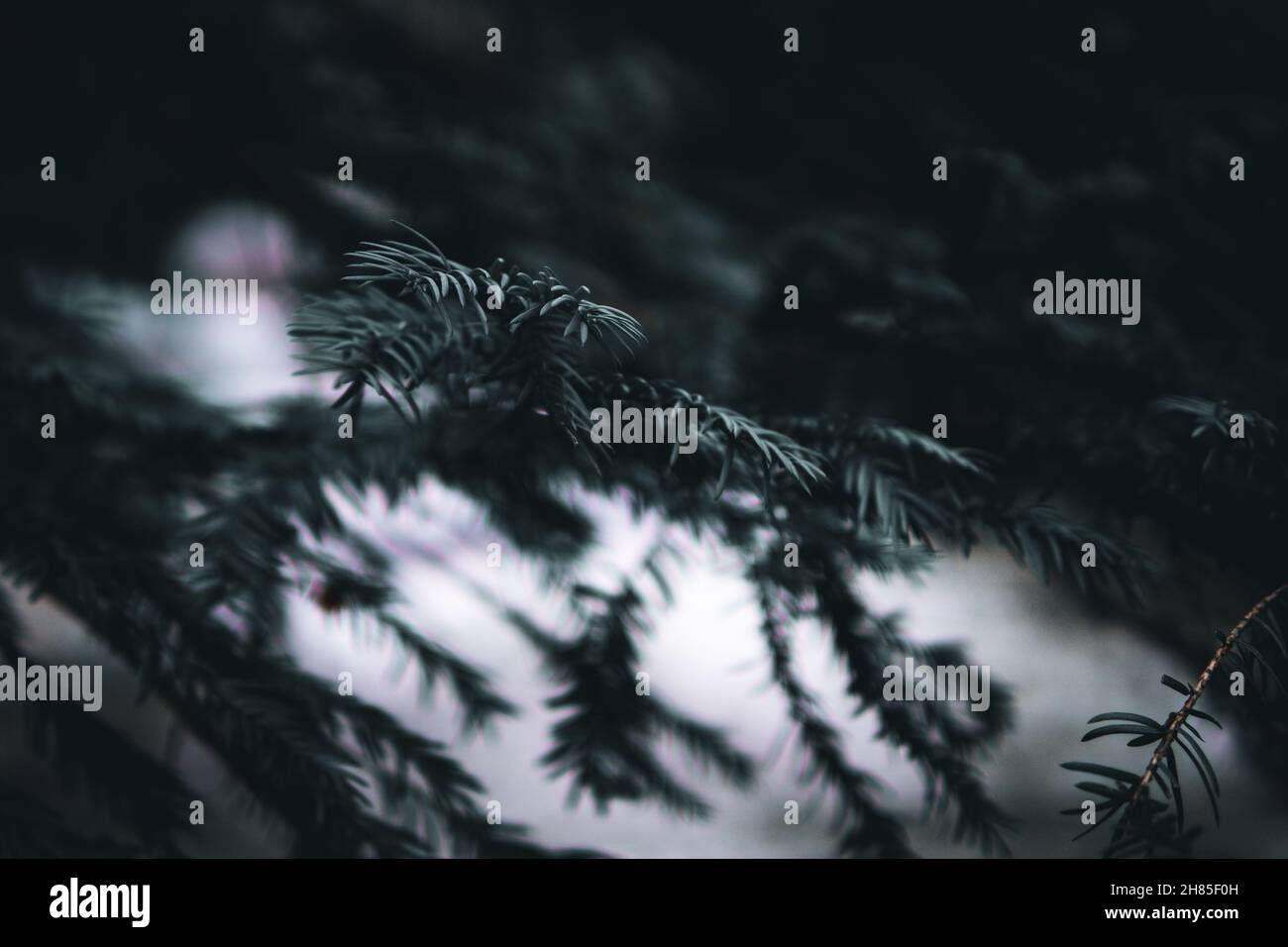 dark blue pine tree Stock Photo - Alamy