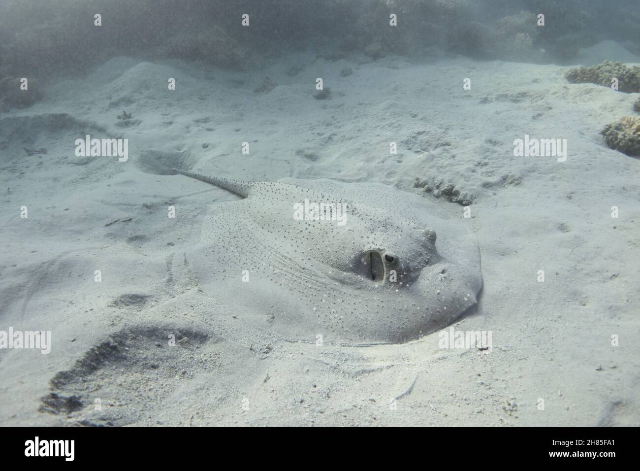 Porcupine ray (Urogymnus asperrimus) on the ocean floor underwater ...
