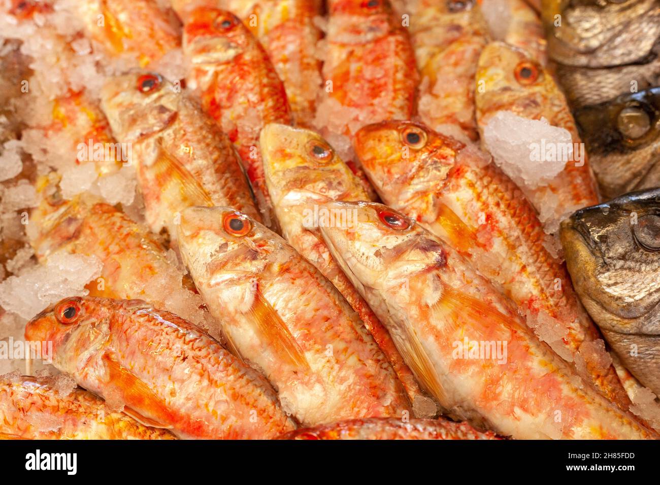 Assortment of fresh red mullet on the market Stock Photo - Alamy