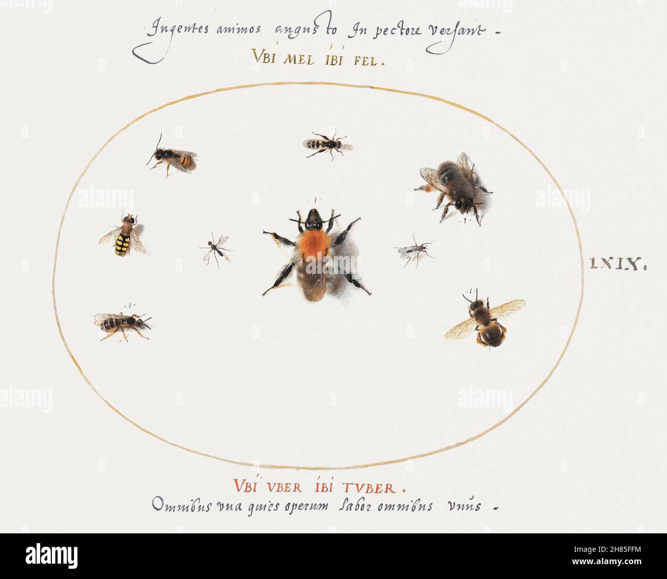 Nine insects hi-res stock photography and images - Alamy