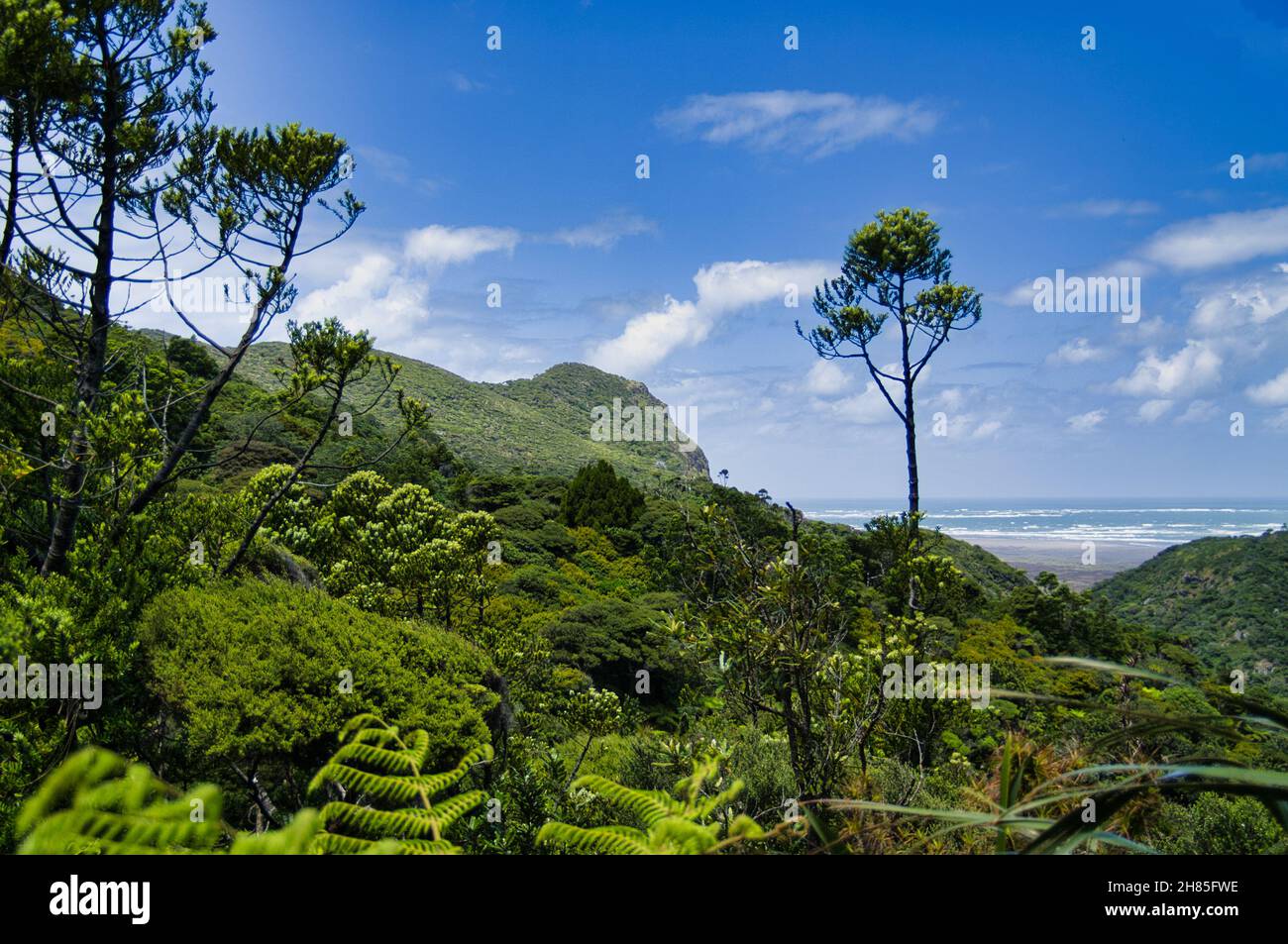 The lush green rainforest close to Karekare Beach in the Waitakere ...
