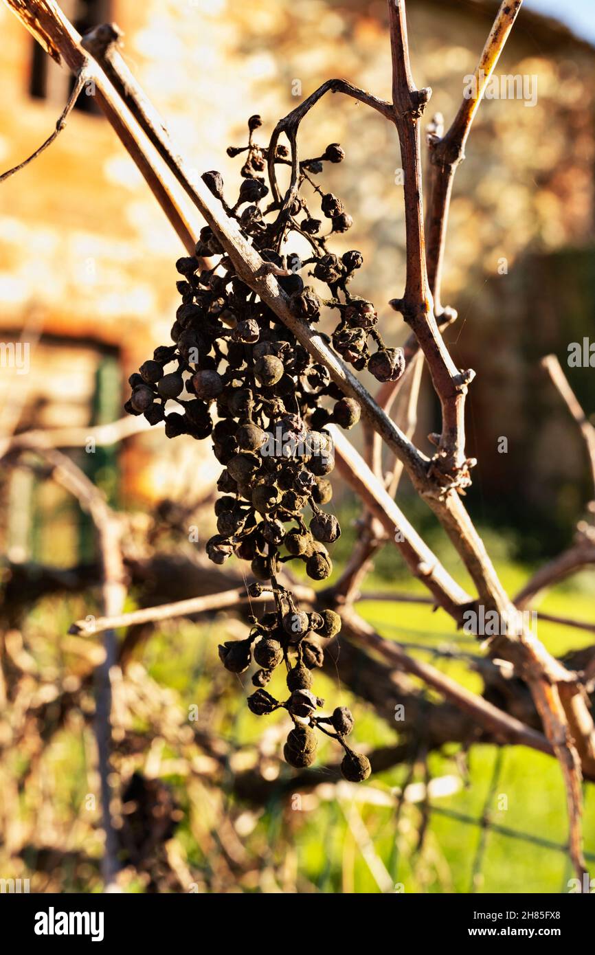 One dry black grapes on the plant in rural scene Stock Photo - Alamy