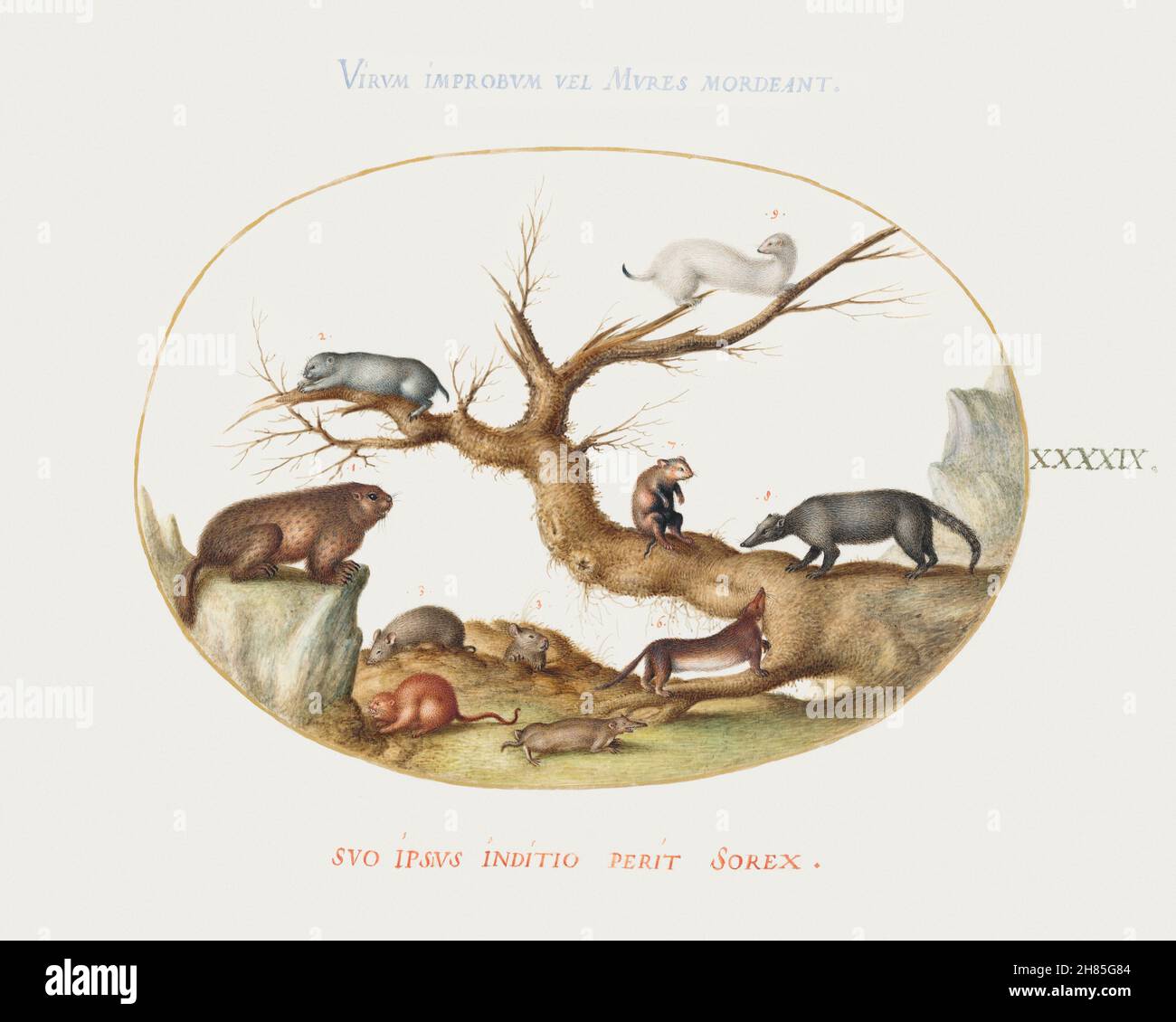 Marmot, Hamsters, Rat, Field Mouse, Shrew, and a Coatimundi (1575–1580 ...
