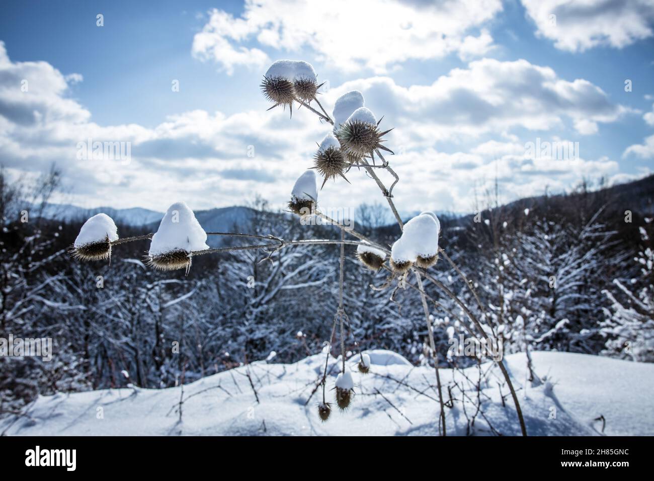 Silybum marianum (milk thistle, blessed milkthistle, Mary thistle ...