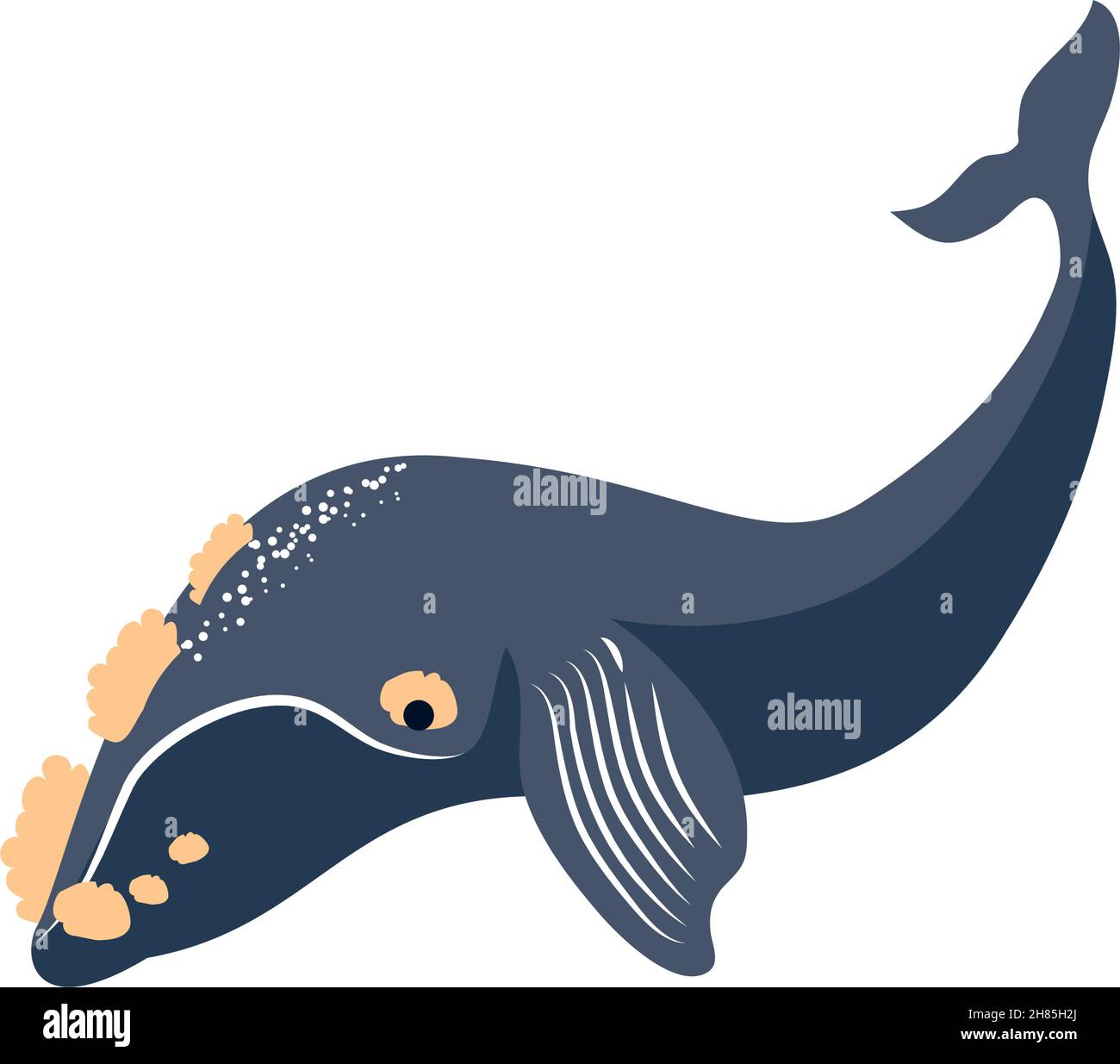 southern right whale Stock Vector Image & Art - Alamy