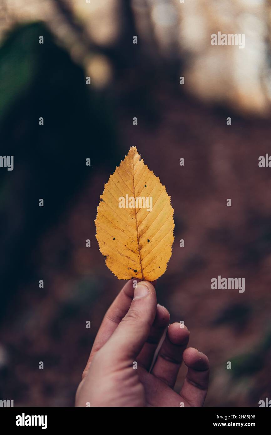 Holding yellow leaf hi-res stock photography and images - Alamy