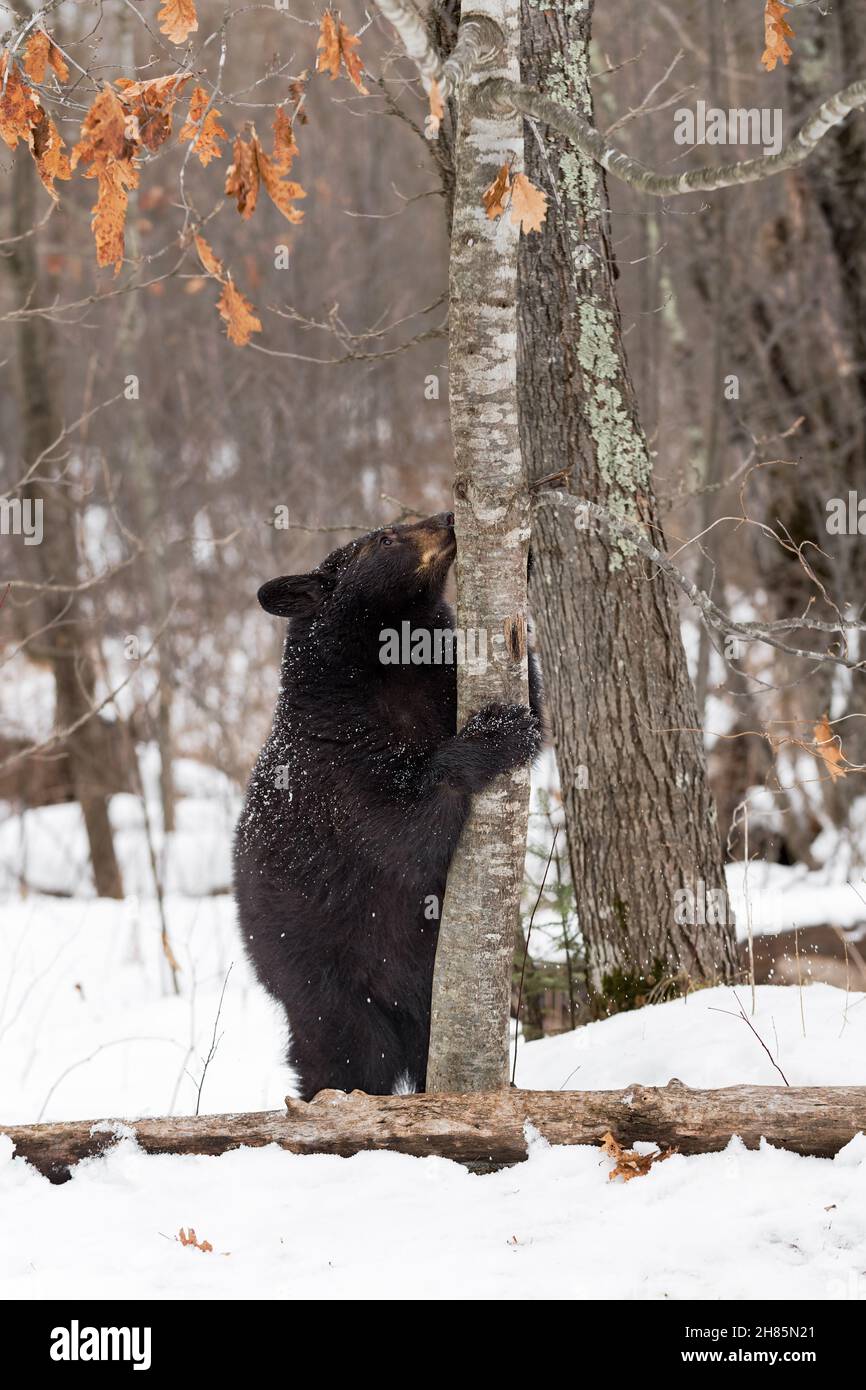 Black Bear (Ursus americanus) Hugs Small Tree Winter - captive animal ...