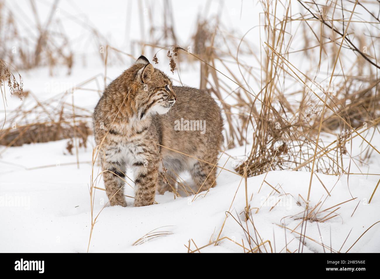 Bobcat (Lynx rufus) Stands in Weeds Looking Right Winter - captive ...