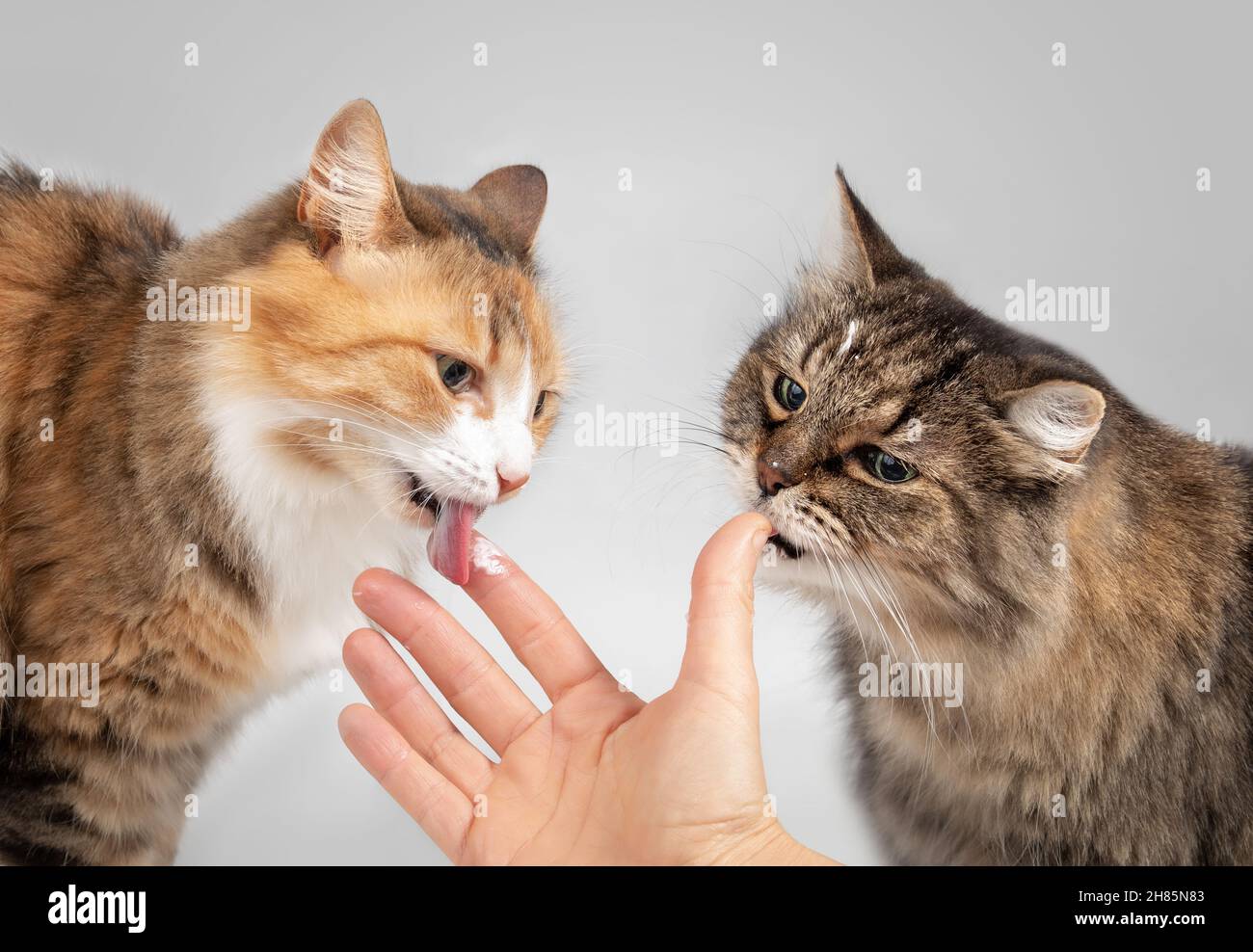 Two cats licking yoghurt from female hand. Closeup. A cute female ...