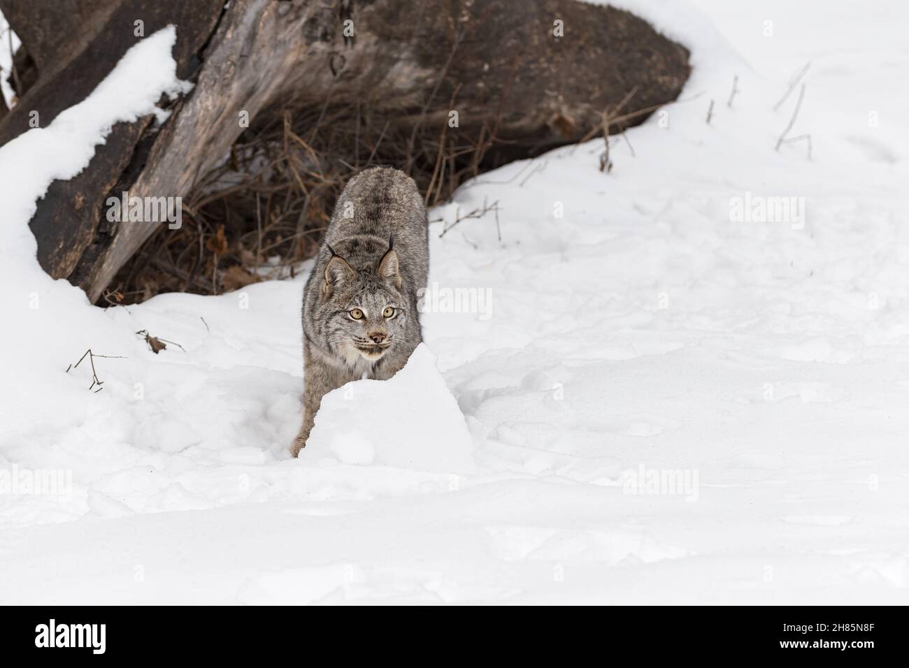 Canadian Lynx (Lynx canadensis) Stares From Behind Pile of Snow Winter ...