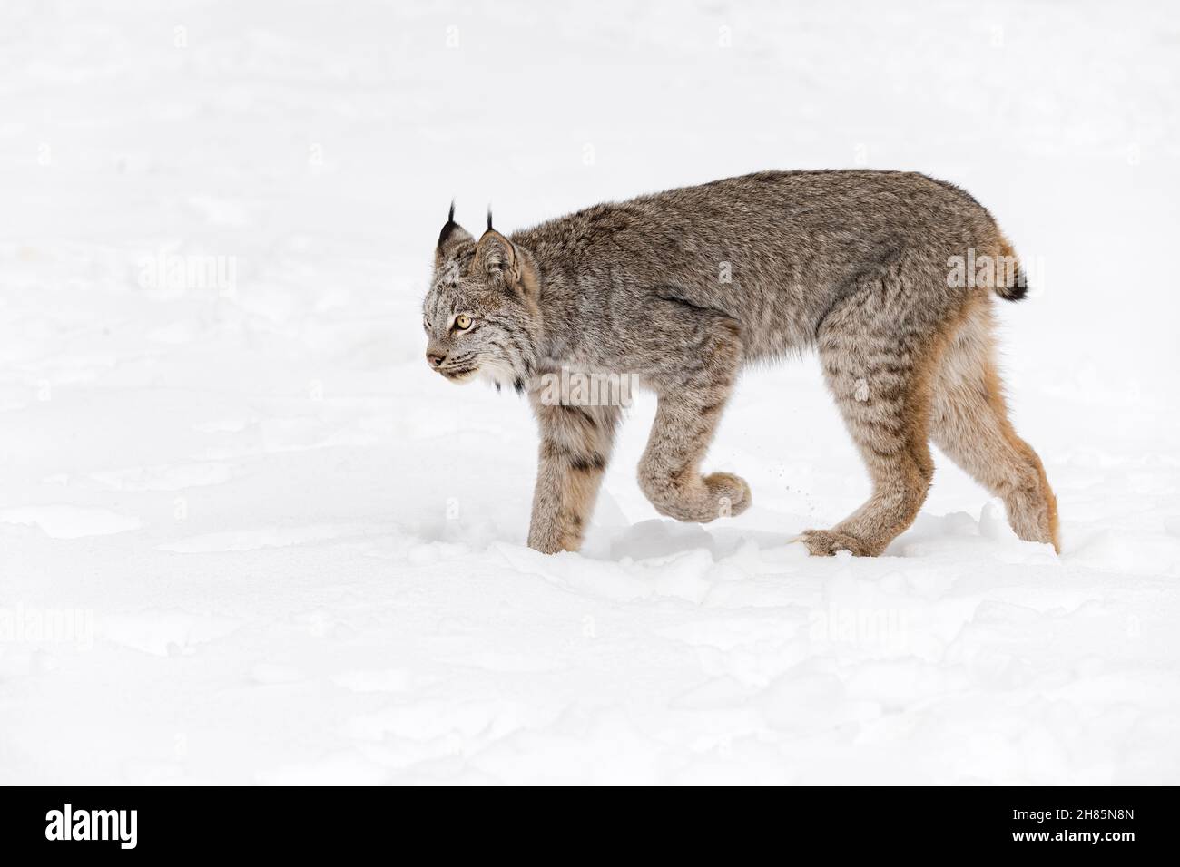 Canadian Lynx (Lynx canadensis) Trots Left in Snow Paw Up Winter ...