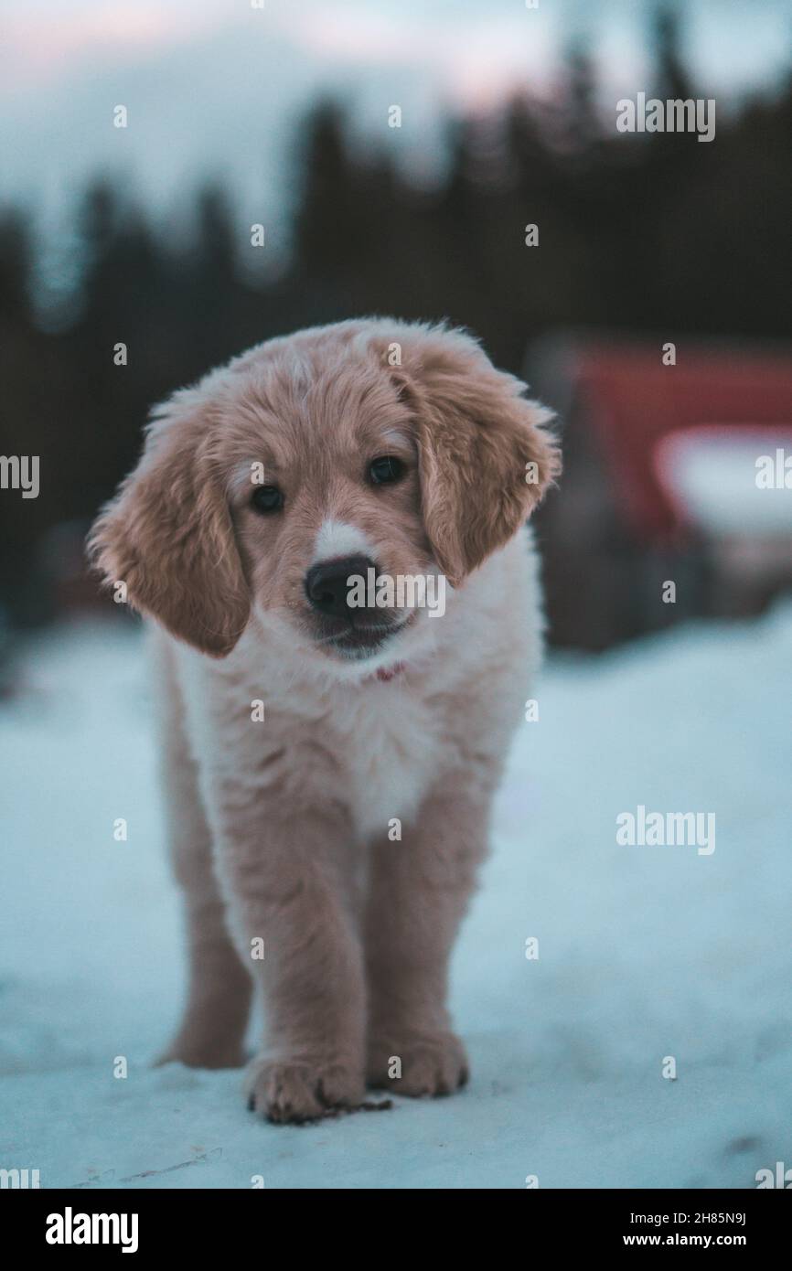 Vertical shot of a white Labrador puppy in the snow Stock Photo - Alamy