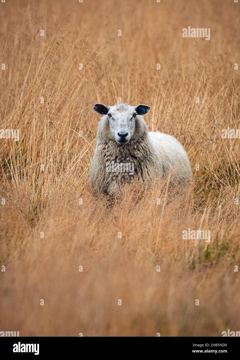 Portrait of a cute sheep posing in the dry grass Stock Photo - Alamy