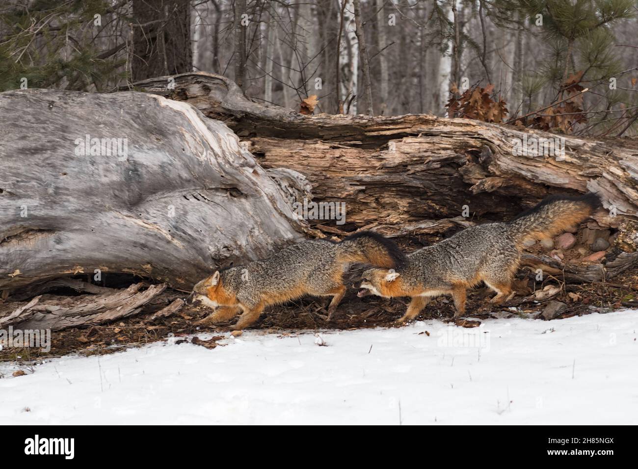 Chase each other hi-res stock photography and images - Alamy