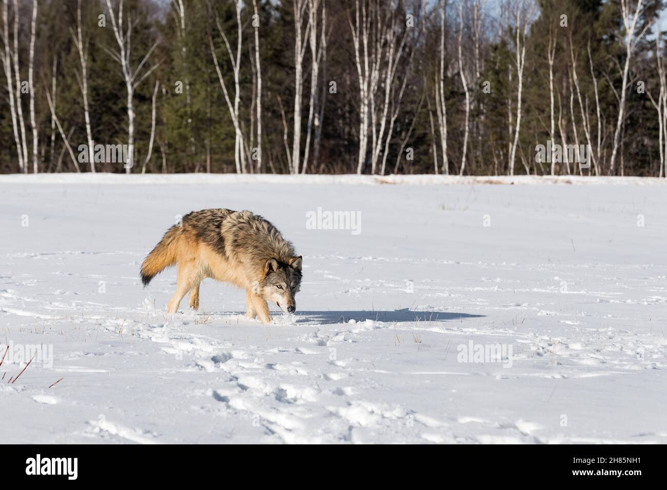 Grey Wolf (Canis lupus) Kicks Up Snow While Walking in Field Winter ...