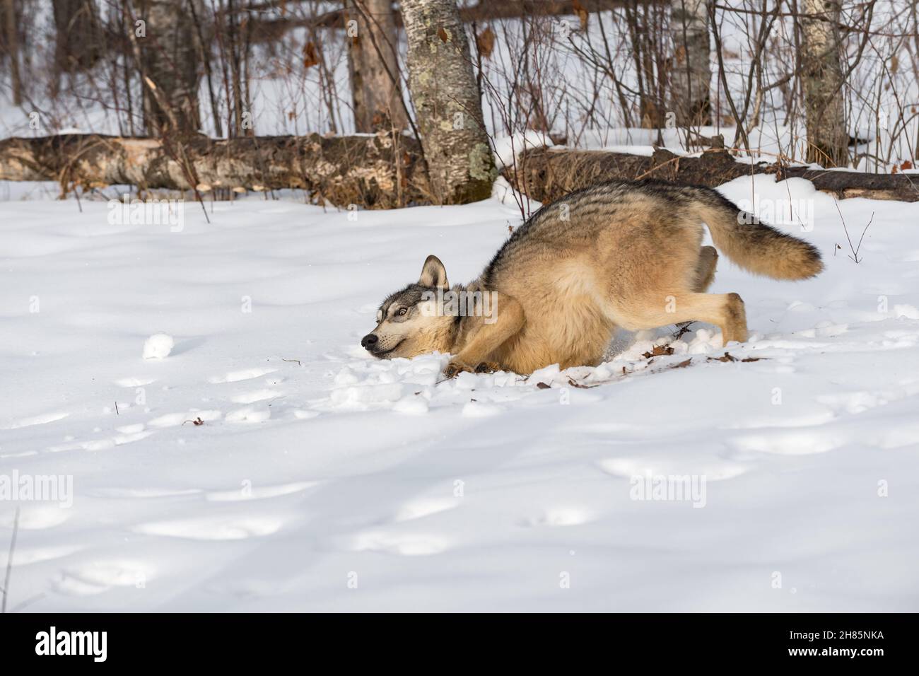Shoulder rub hi-res stock photography and images - Alamy