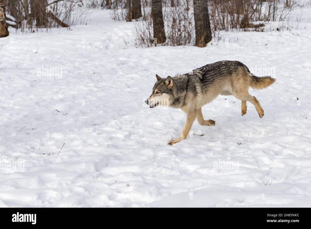 Grey Wolf (Canis lupus) Runs Left Back Legs Up Winter - captive animal ...
