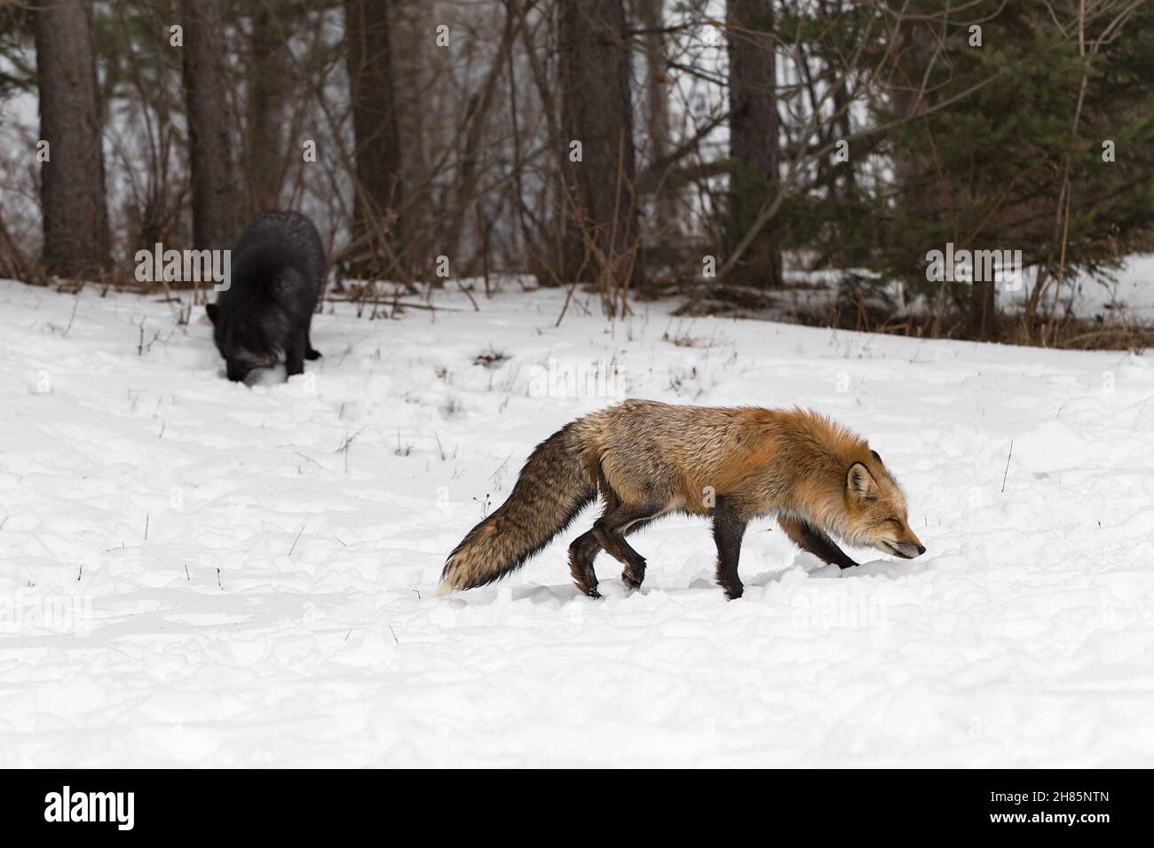 Silver fox in winter woods hi-res stock photography and images - Alamy