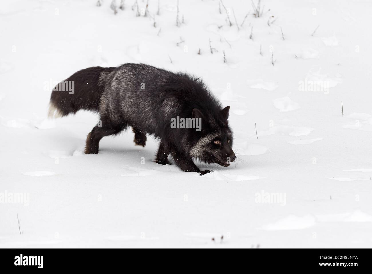 Silver Fox (Vulpes vulpes) Steps Right Through Snow Back Paw Up Winter ...