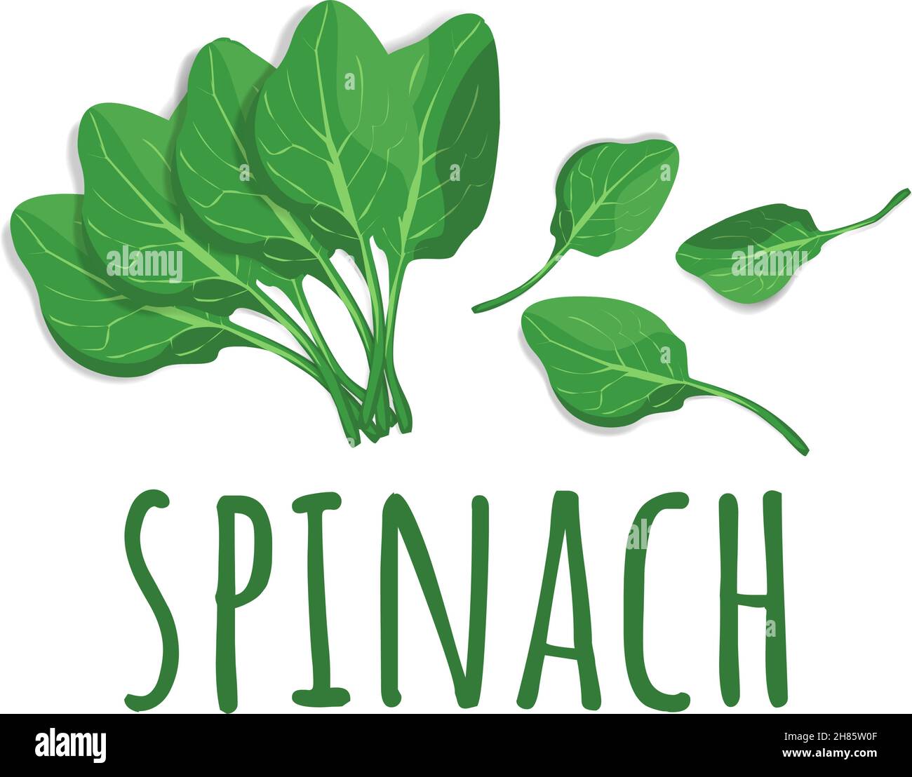 Baby spinach leaf Stock Vector Images - Alamy