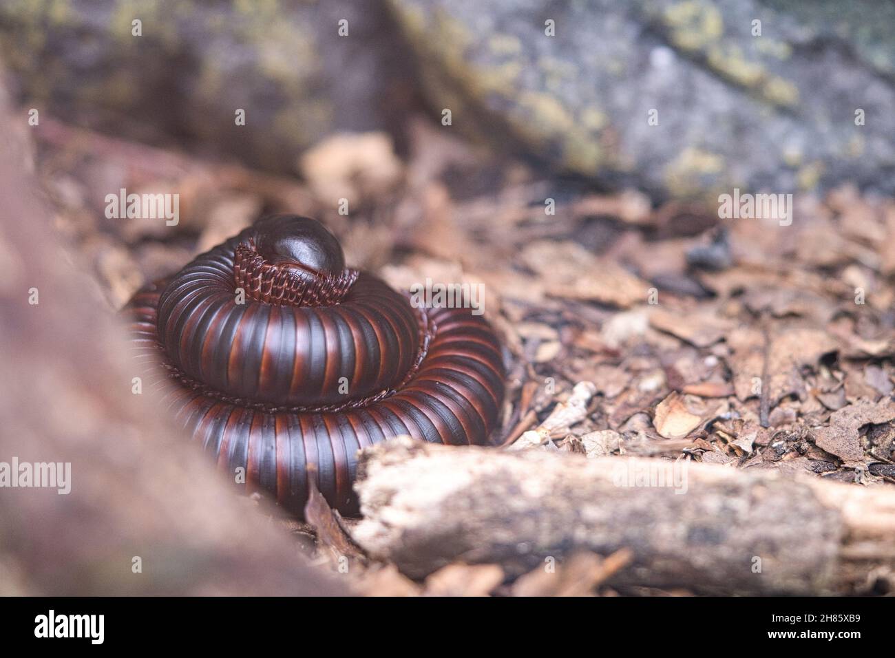 Curled worm hi-res stock photography and images - Alamy