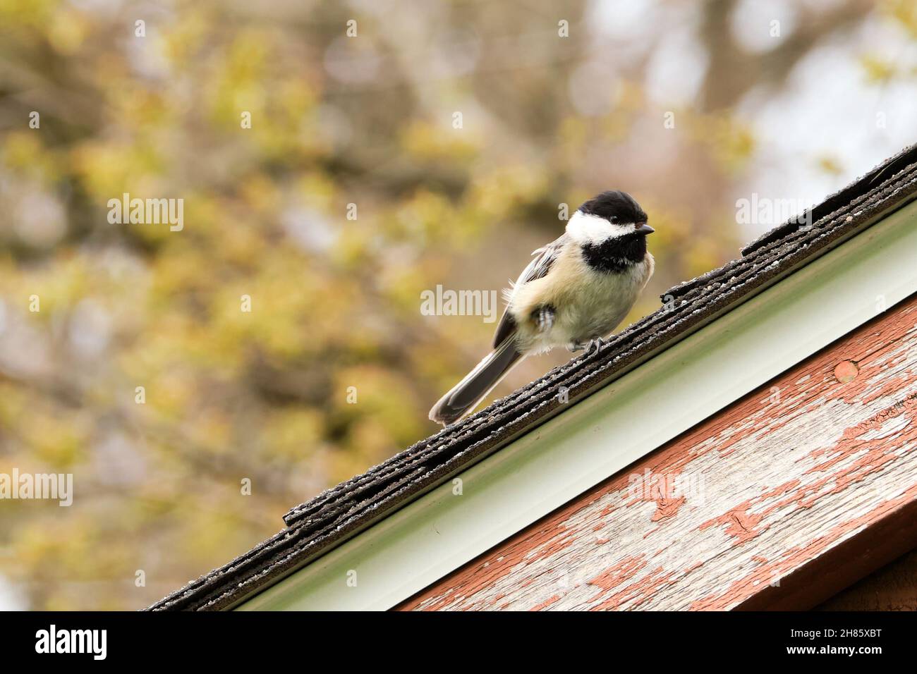 Black capped chickadee in spring hi-res stock photography and images ...