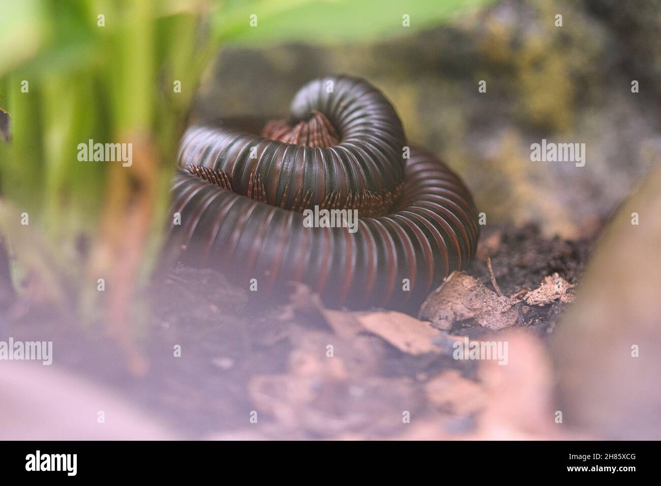 Curled worm hi-res stock photography and images - Alamy