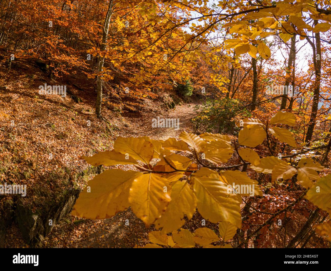 São Lourenço Beech Tree Forest, pathway leaves fall in ground landscape ...