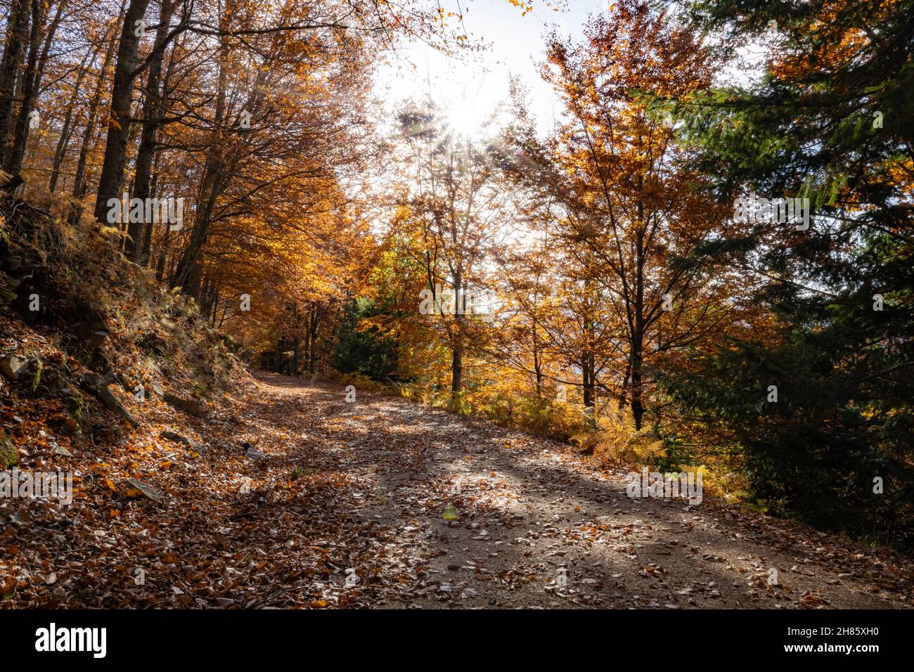 Autumn forest pathway leaves fall in ground landscape on autumnal ...